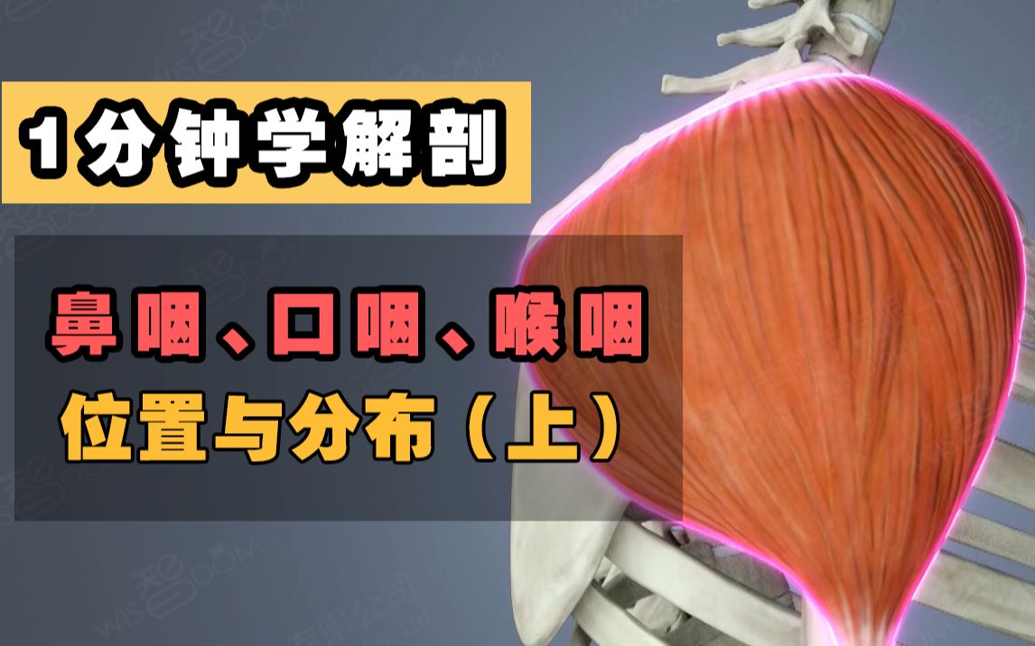 【1分钟学解剖】消化系统 咽(上)鼻咽、口咽、喉咽,位置与分布,3d模型...