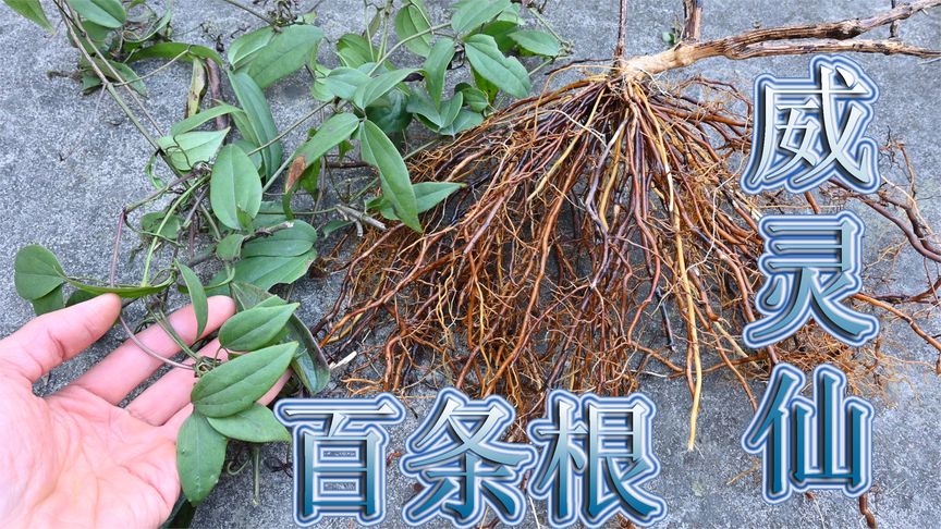 药铺中“威灵仙”长什么样?别称“百条根”,一起来认识下吧!