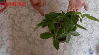 阿司匹林泡水效果太棒了, 养花枝繁叶茂新芽呼呼冒