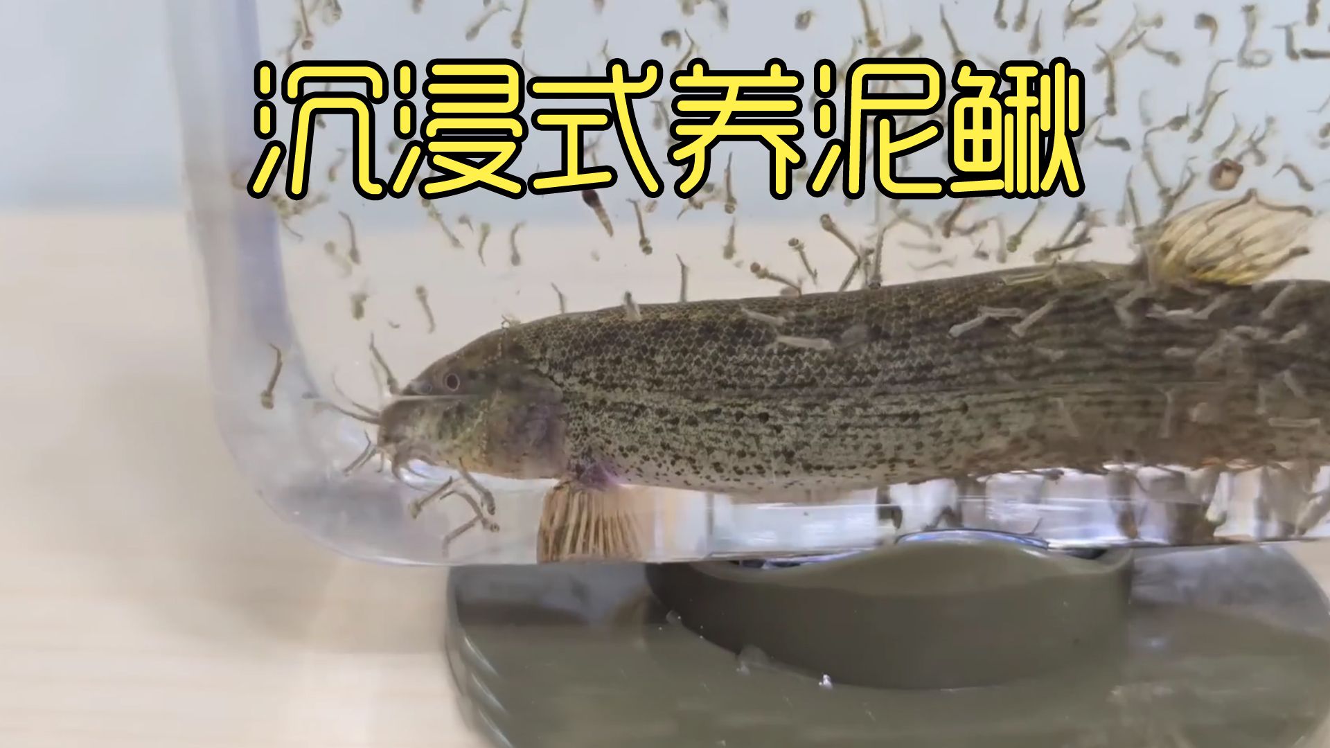 沉浸式养泥鳅,把1000只蚊子和泥鳅养在一起,有趣的事发生了