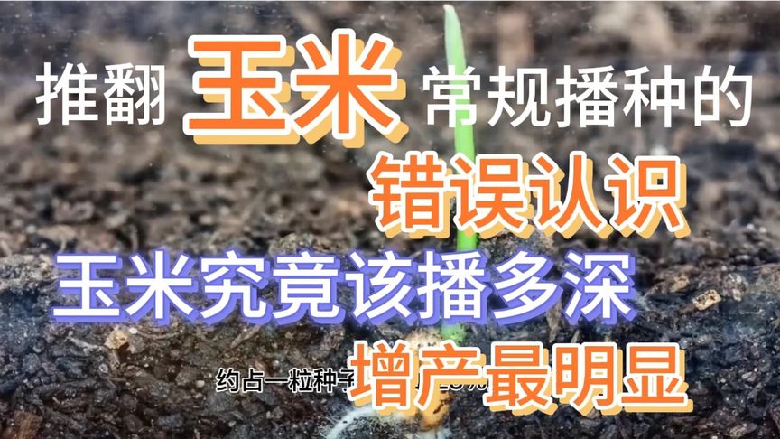 推翻玉米常规播种的几个错误认识。玉米究竟该播多深,增产最明显