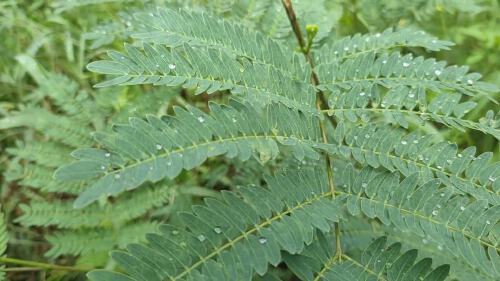 雨滴落在树叶上形成了一粒粒水珍珠