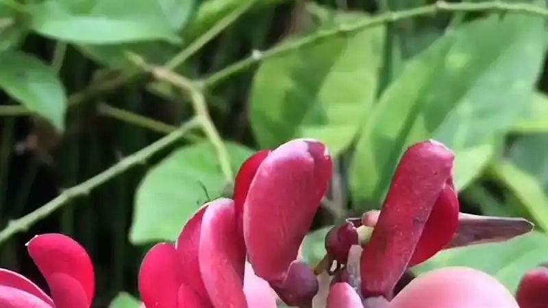 鸡血藤能活血舒筋养血调经