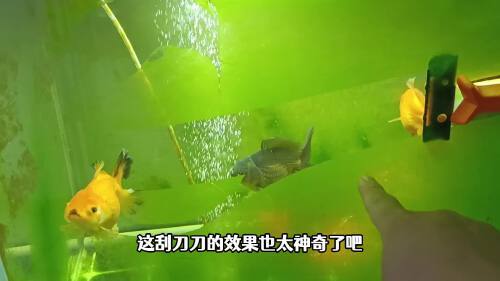 入手2个很棒的刮藻刀使用后效果好到起飞这一次购物太值了
