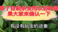 豇豆用了自制杀虫剂以后还会长虫吗?来确认自制杀虫剂的效果如何