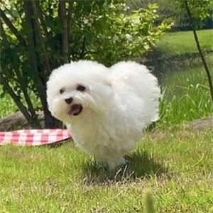 稀饭馒头 
