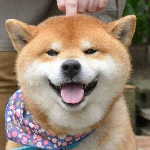 佐鸣是王道 