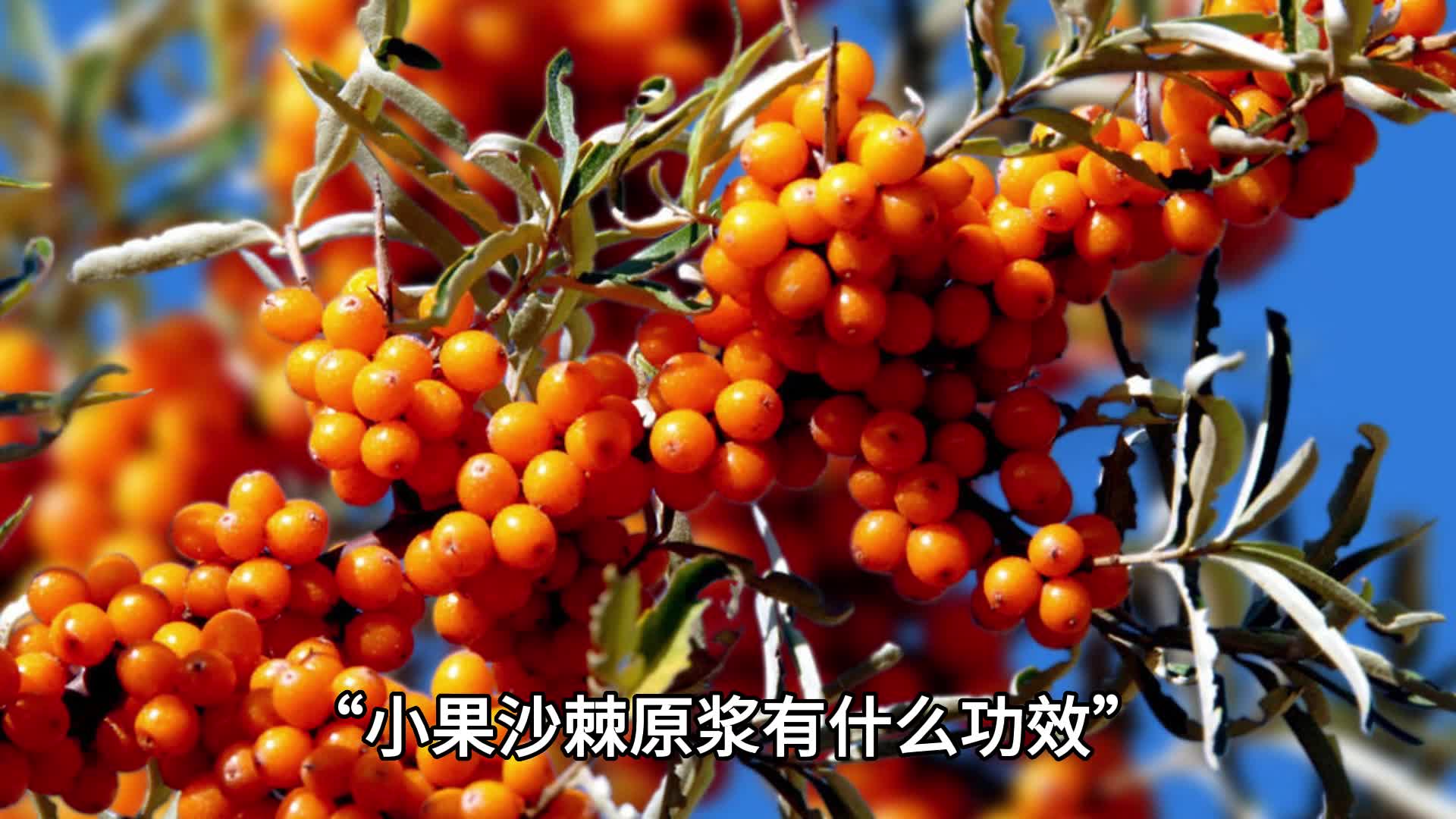 小果沙棘原浆有什么功效