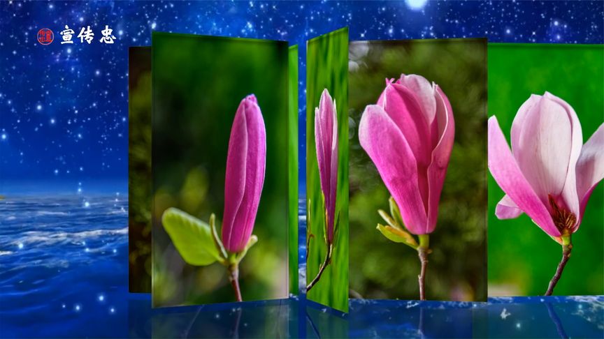 欣赏百花齐放音乐旋转相册-欣赏紫玉兰、黄玉兰等多种美丽花朵