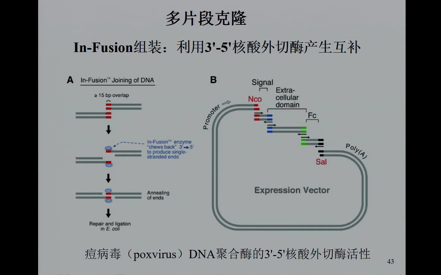 分子生物学-9-DNA重组技术