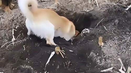 看门狗发飙狂刨农田!村民目睹全程惊呆:这底下藏着啥宝贝?