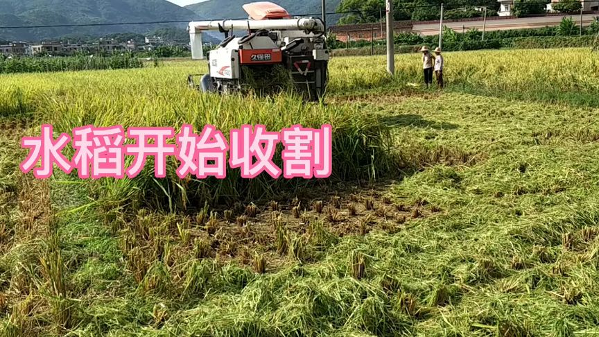 水稻成熟了,一片金色飘着稻香,大家都在忙着收割