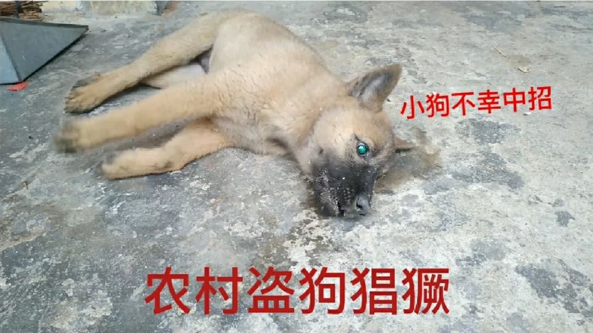 可恶!农村盗狗猖獗小狗不幸中招,只能眼睁睁看着痛苦离去。