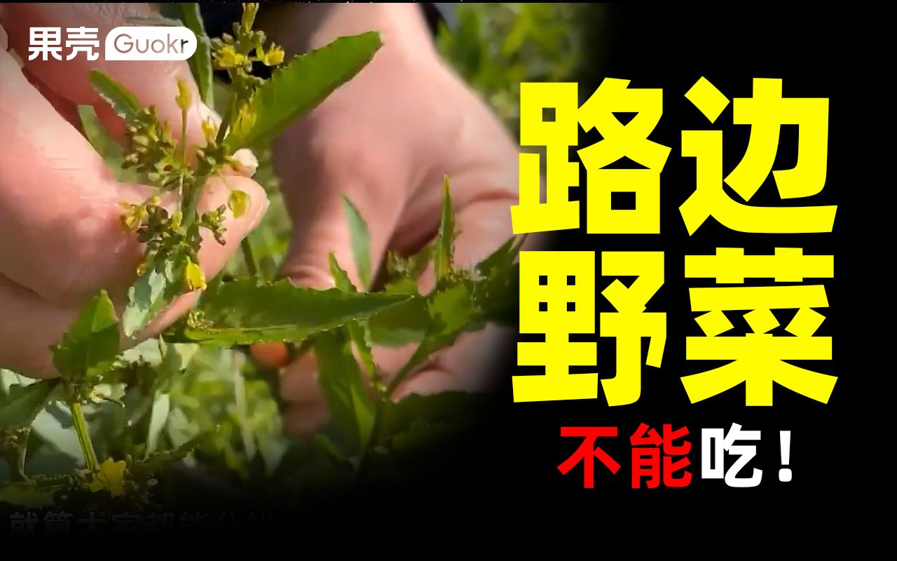别吃绿化带的野菜!有毒,还可能违法