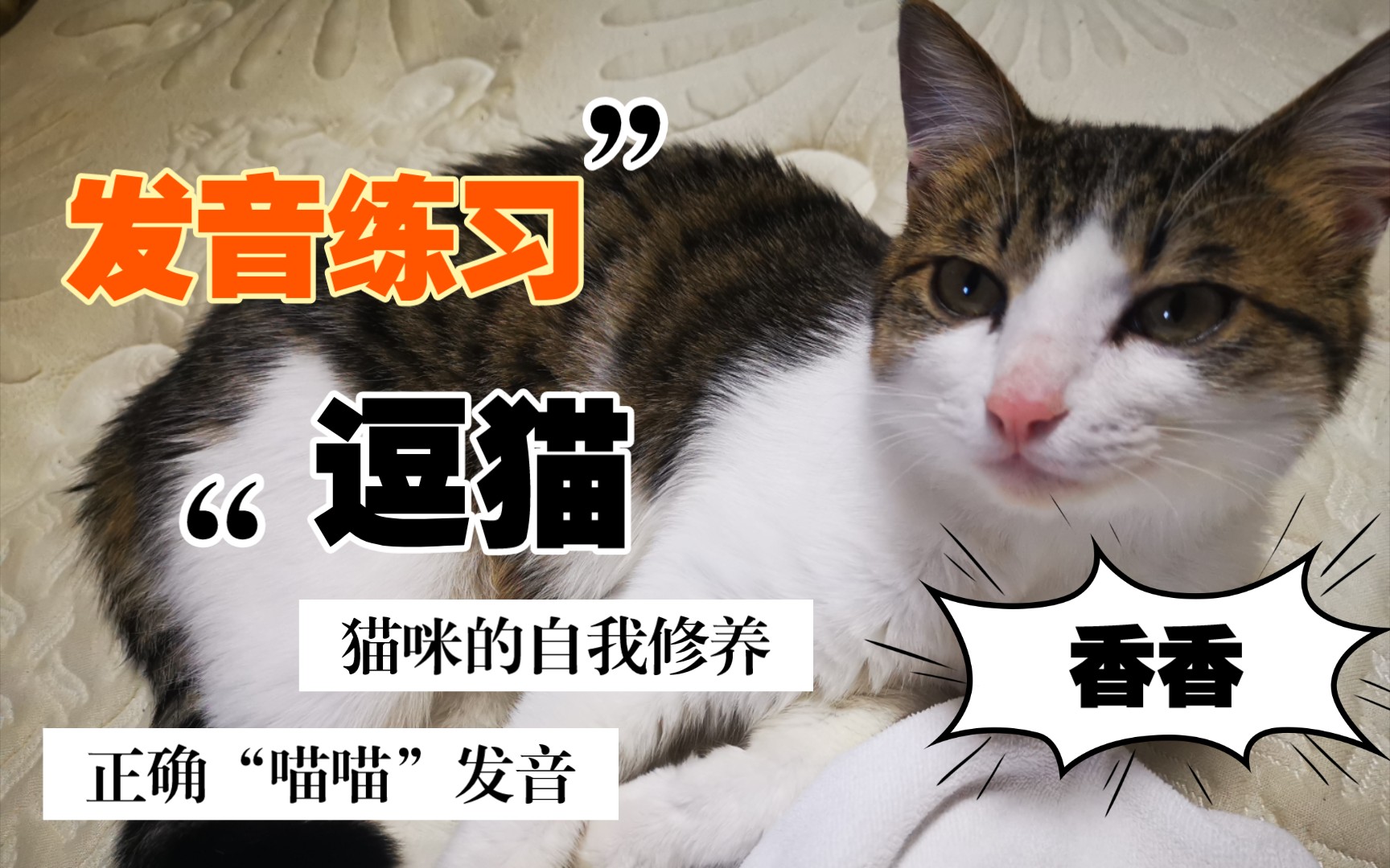 教科书级别的“喵”叫发音,快让你家猫咪来听听看!