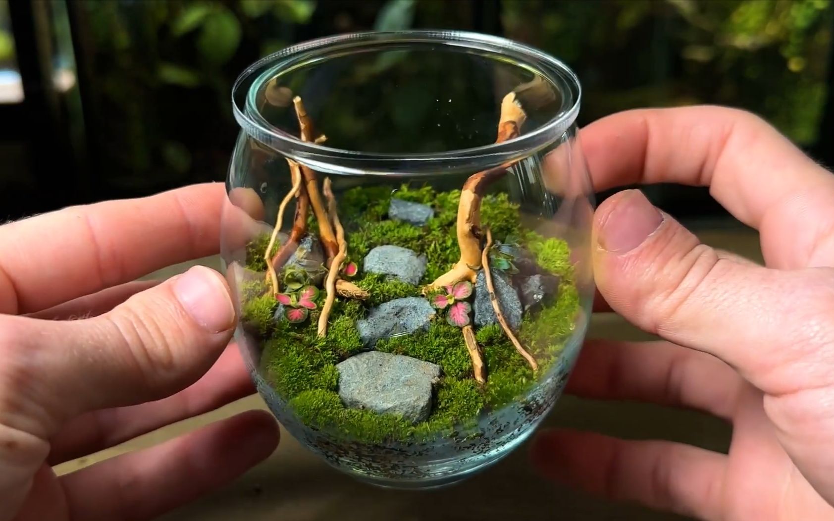 一起来做一个迷你生态瓶吧~