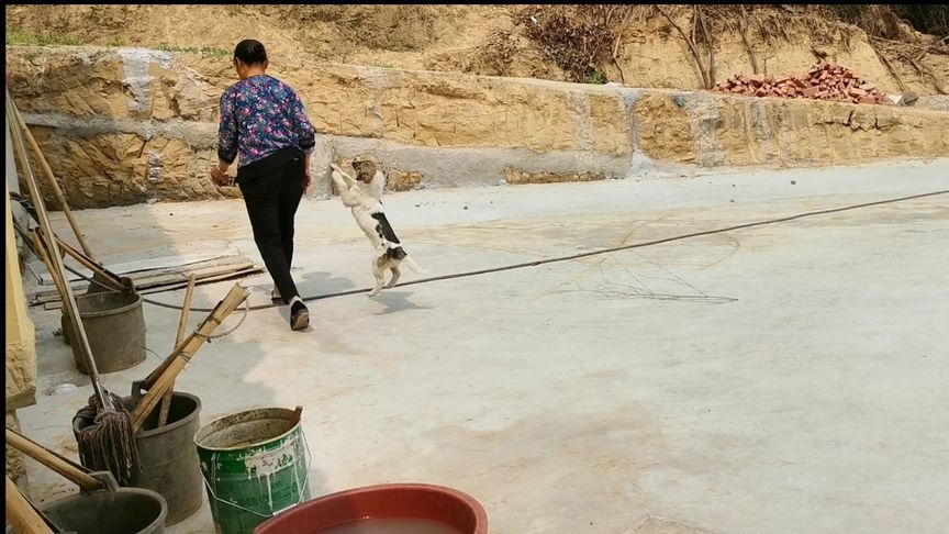 两只流浪狗被毒杀,一只幸存,又来我家讨吃的,想把它留下来