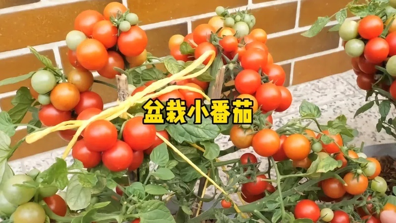 盆栽小番茄家庭种植小番茄的方法!