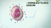 一分钟解释生物电