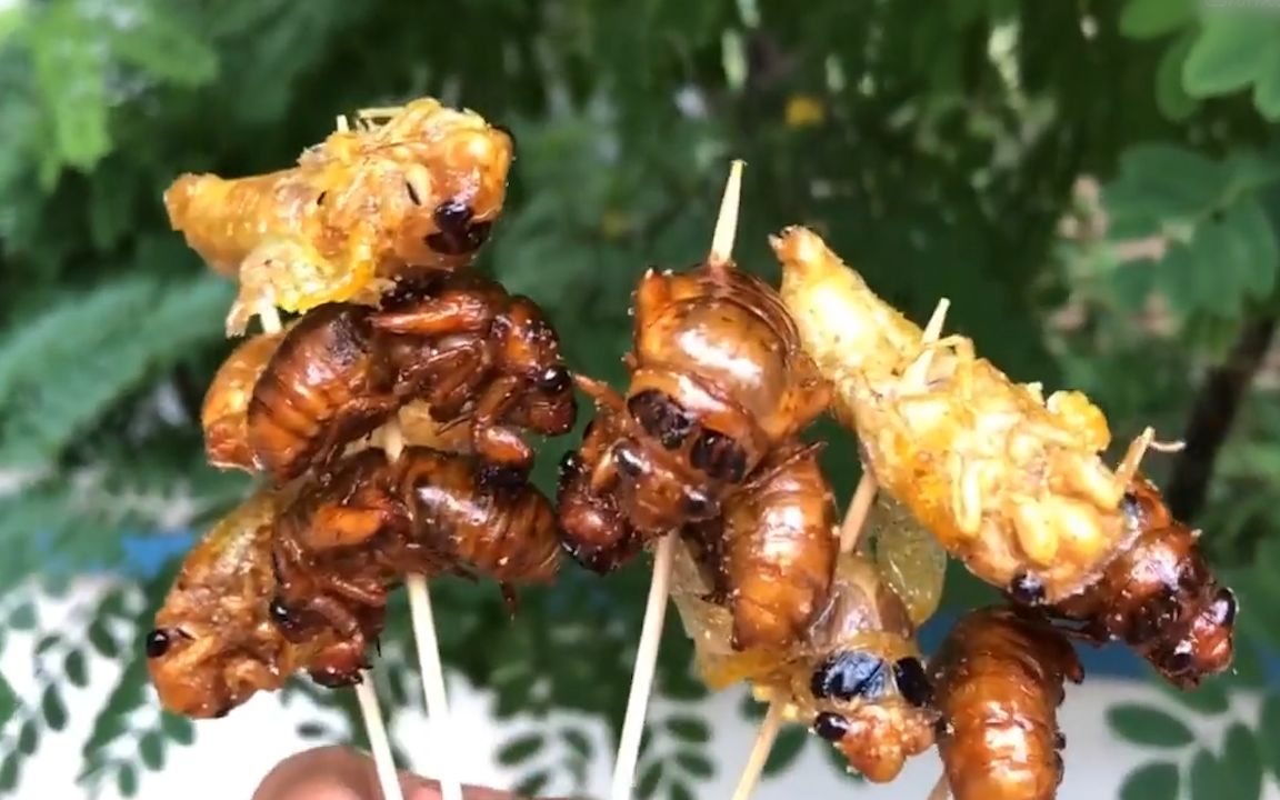 夏季的金蝉,为什么被称做“唐僧肉”?究竟有什么功效?