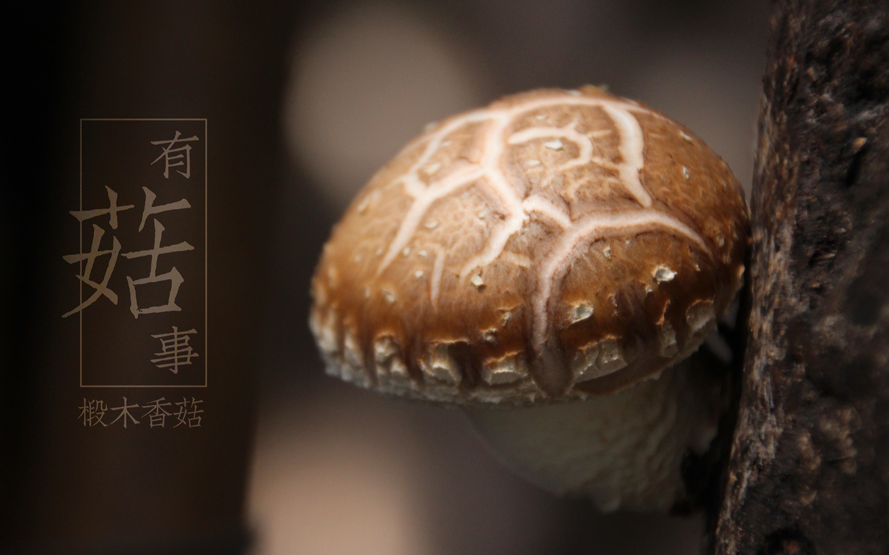 【有菇事】你看过台湾椴木香菇种植过程吗?值得你一看