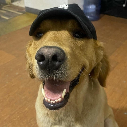 卢sir家庭训犬指导 