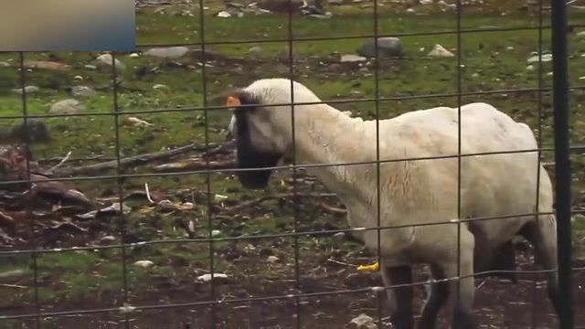 如此魔性的羊叫,真的是开口跪啊!