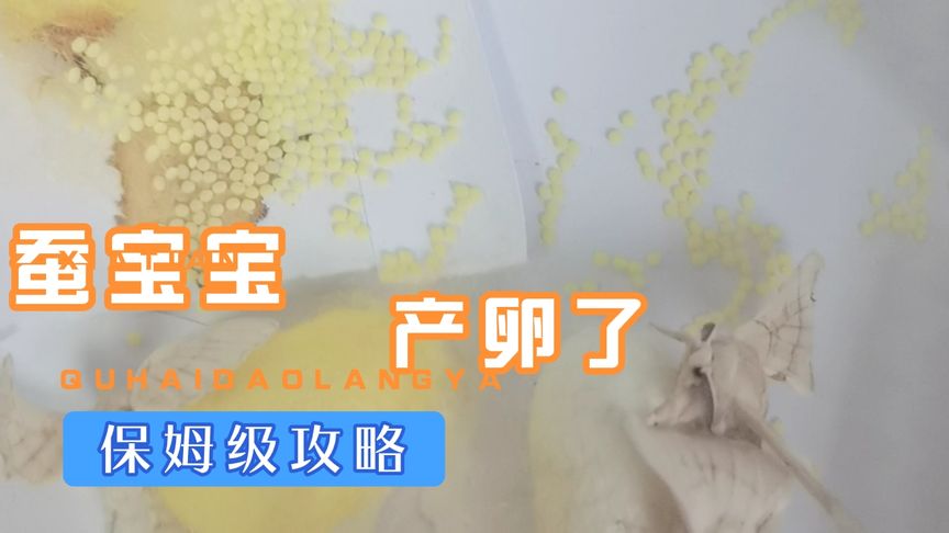 蚕宝宝产卵了,新的一生又来了ߑ�ߑ
