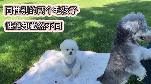同性别两个狗狗性格大不相同周末时光,这里的景色无限好