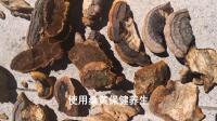 桑黄的功效与作用,野生桑黄是什么东西,它的功效与作用(4)