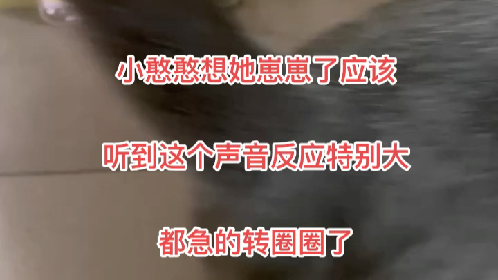小憨憨想她崽崽了,听到这个猫声音反应特别大,急的打转喊叫