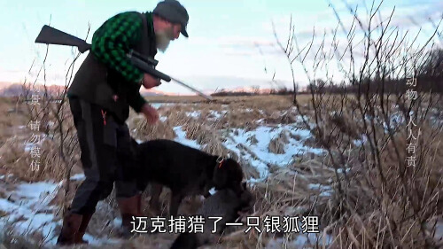 捕猎一只山羊 ,自制木炭