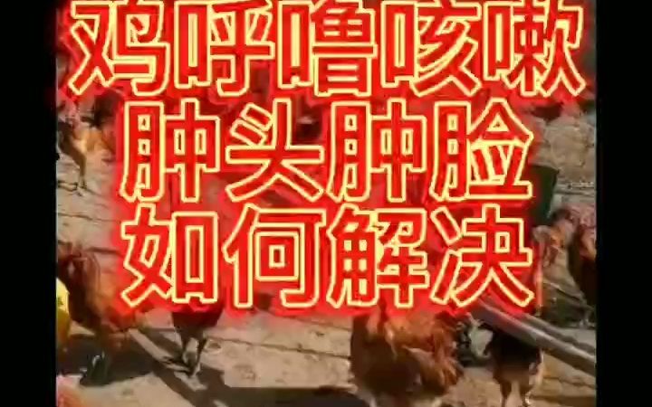 鸡呼噜咳嗽肿头肿脸如何解决 小鸡咳嗽用什么药最好