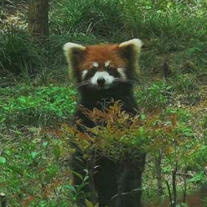 珥琦菌 