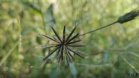 鬼针草虽然很烦人，但是它既能入药还可以吃，也是猪最爱吃的猪草