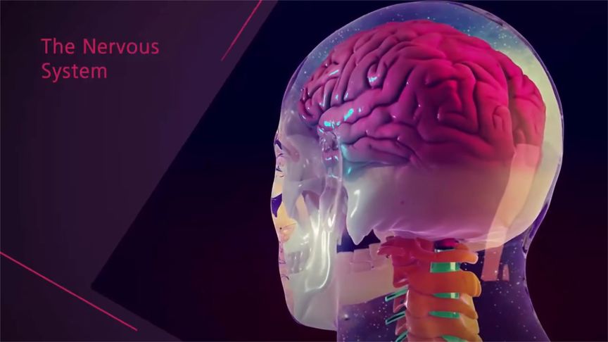 1分钟了解神经系统结构。