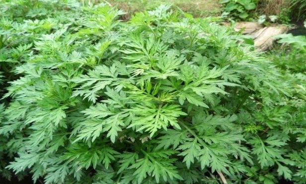 今天才知道,农村的艾蒿还有很多用途,别再锄掉了