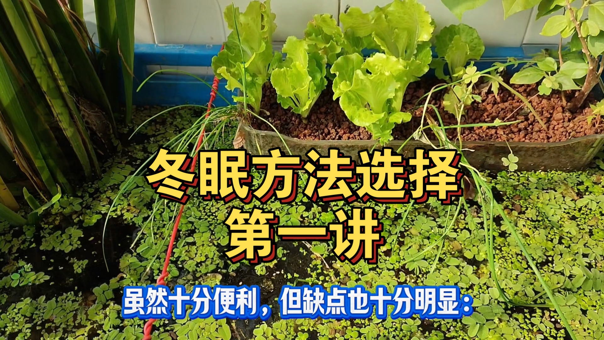 ...缺点和选择技巧教程。乌龟冬眠到底选择什么方法好?家庭宠物龟饲养