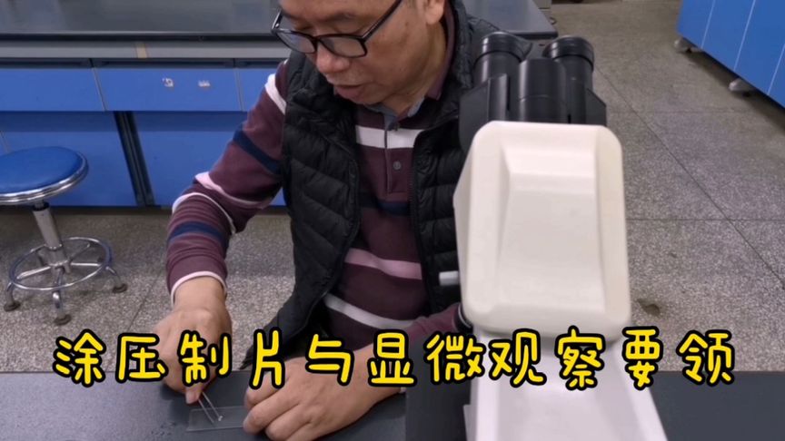 有丝分裂过程的观察(下):涂压制片与显微观察要领