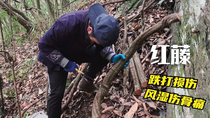 深山里野生红藤,用于跌打损伤风湿痹痛的一味药材,民间常用草药
