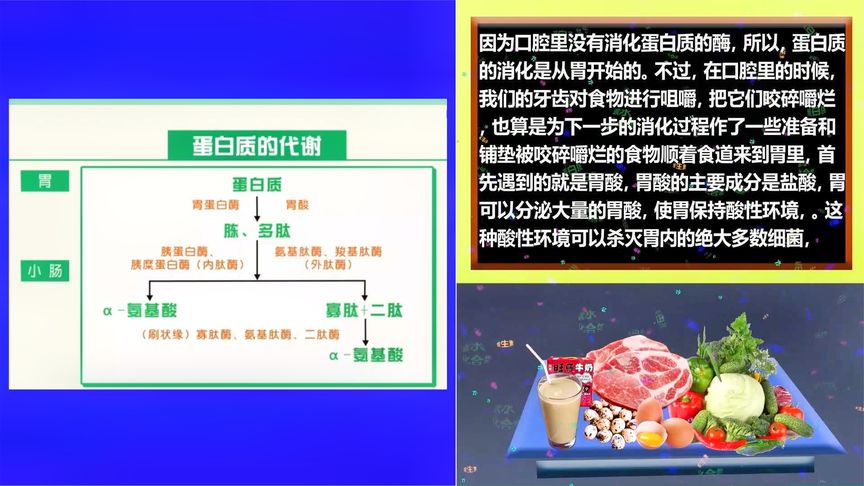 蛋白质在人体里的消化吸收过程