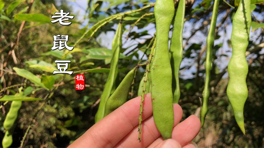 “网络鸡血藤”原来长这样,它的3种用途你了解多少?一起来看看