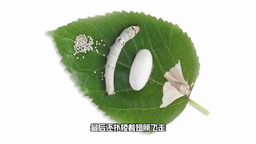 蚕的生长变化