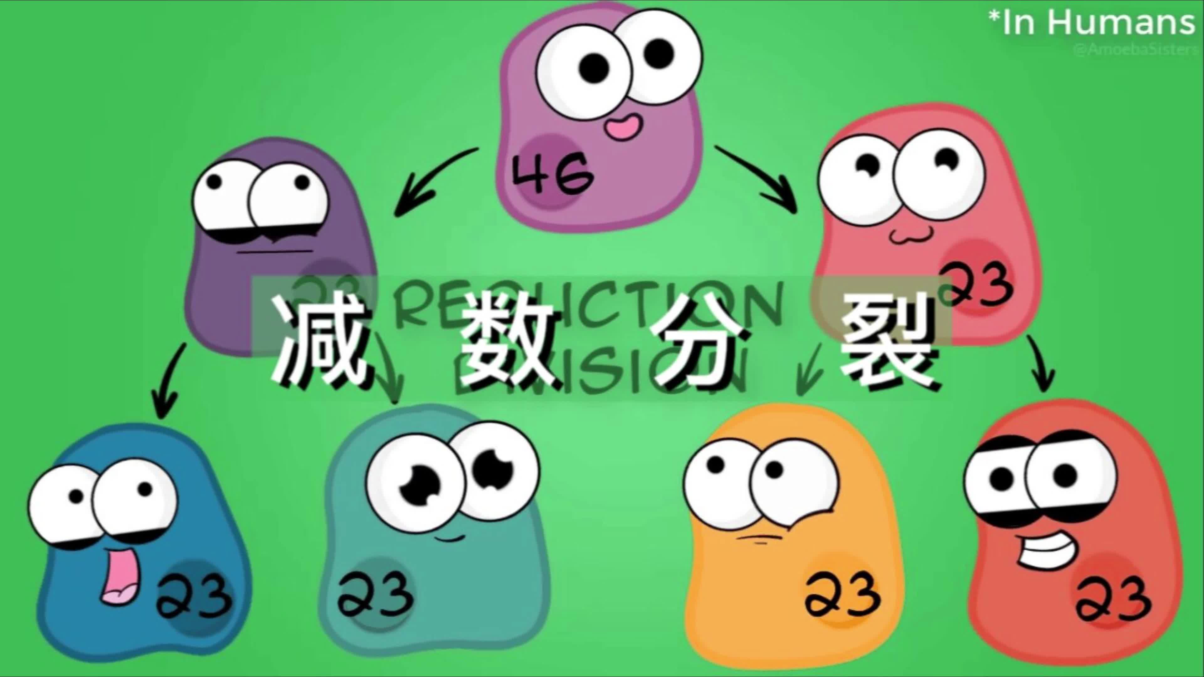 减数分裂:生殖细胞发展过程