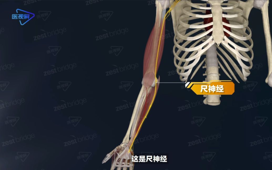 尺神经的走行及分支