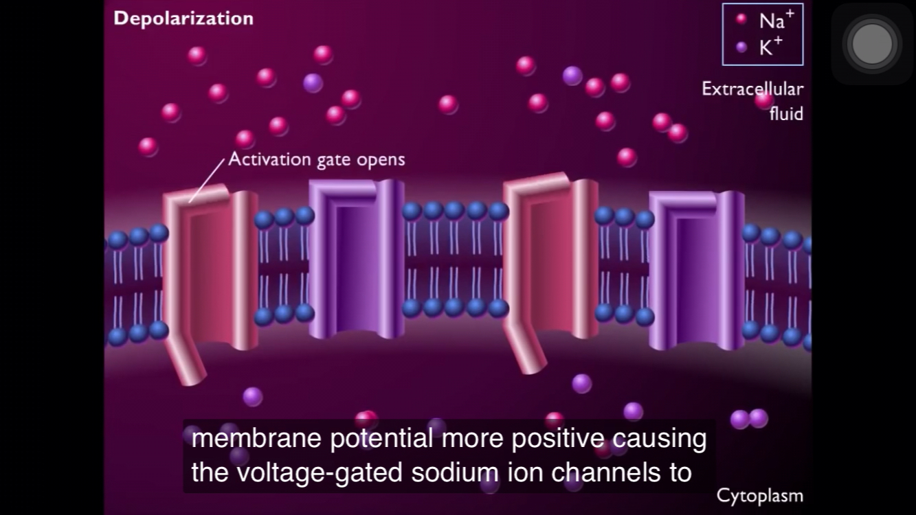 【英文】电压门控通道和动作电位(高清动画)|钠离子通道的三种状态