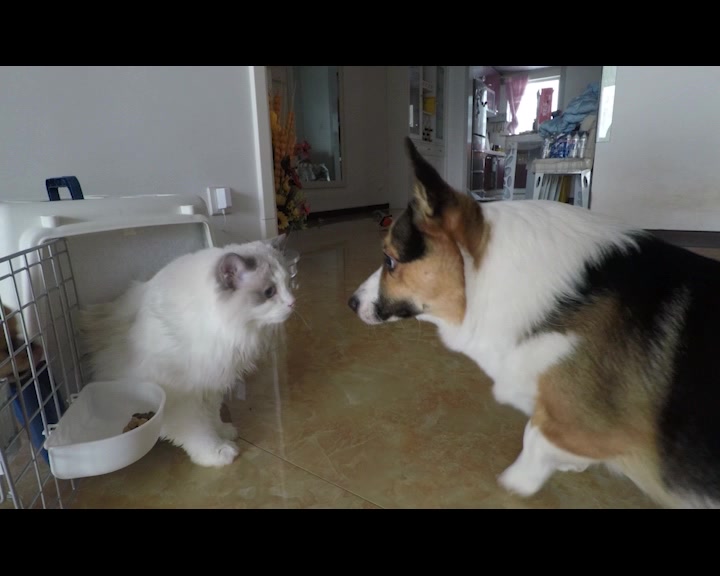 茯神到家啦#布偶猫的开箱!开始猫狗双全的幸福生活~