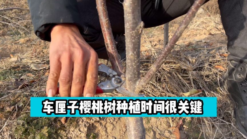 樱桃树种植管理经验分享