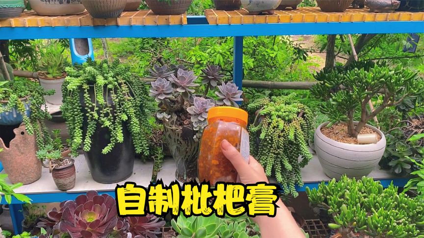 四川小妹自制枇杷膏秘诀都在这里! 怎样制作有诀窍,果断收藏啦