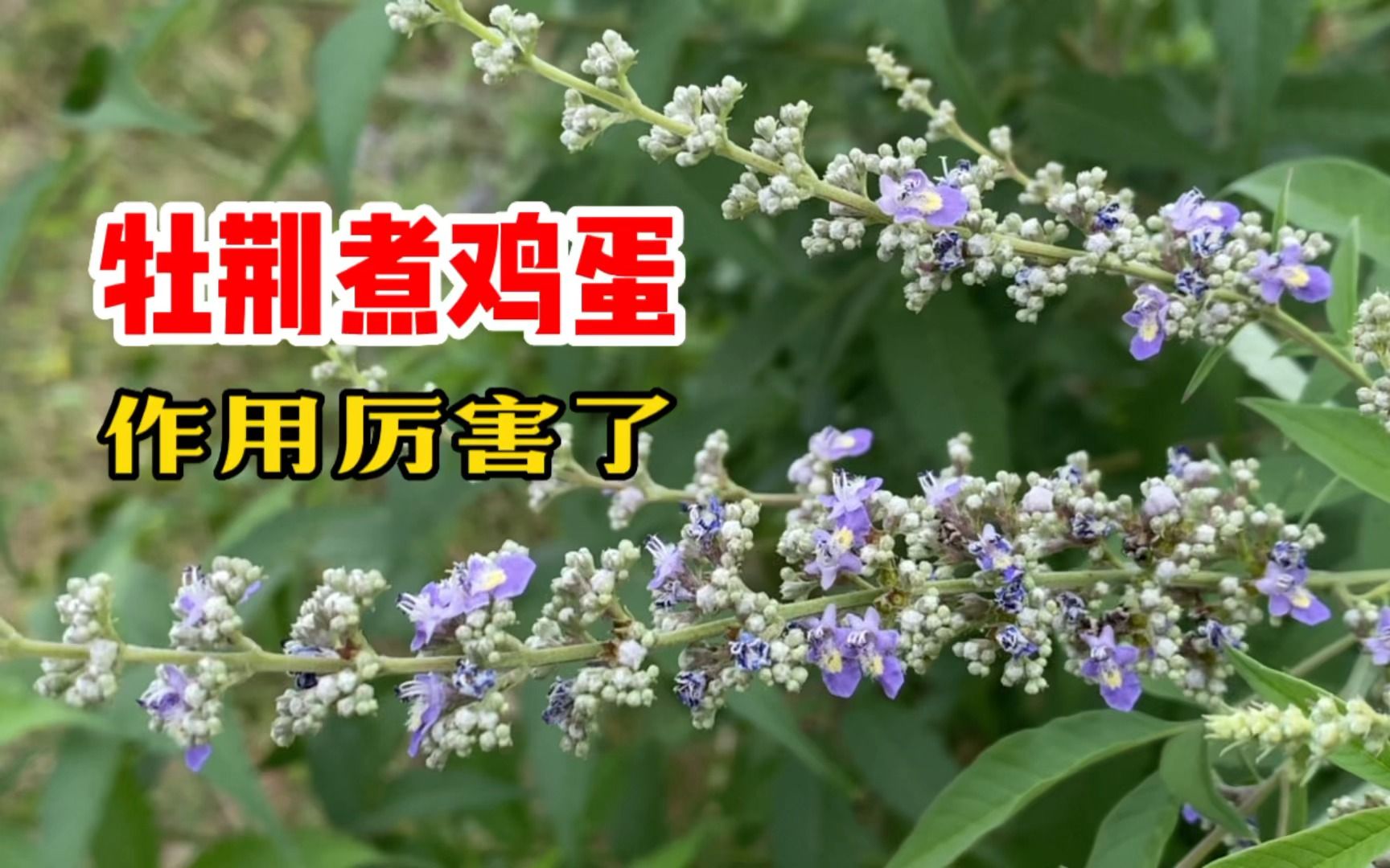 牡荆也叫蚊子柴,把它和鸡蛋煮水作用厉害了,很多人却不知道